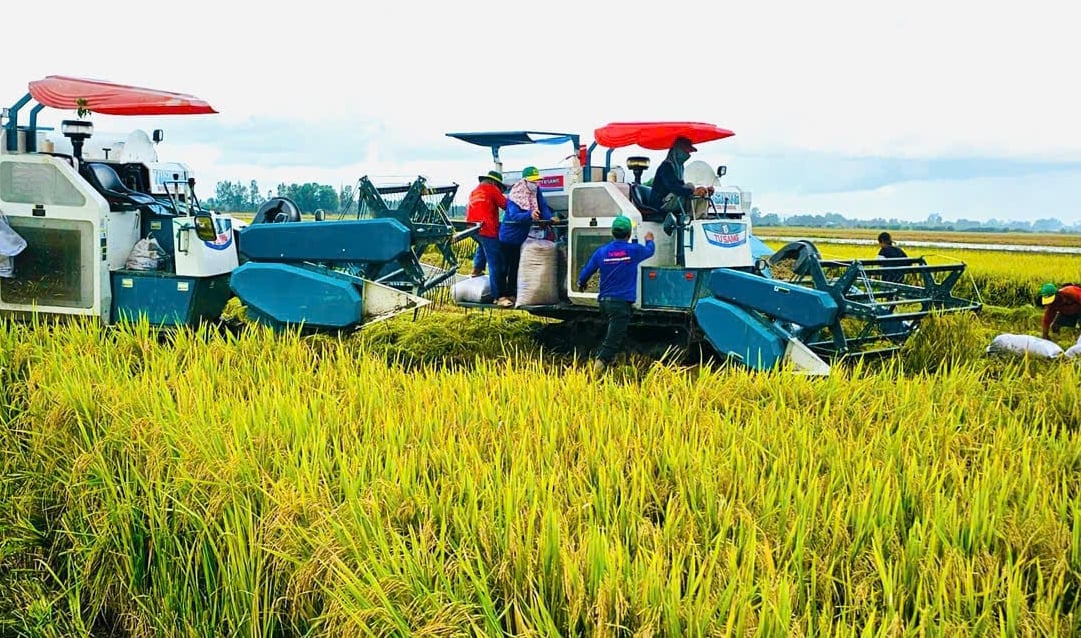 Dong Thap leads the low-carbon model, increasing export value.
