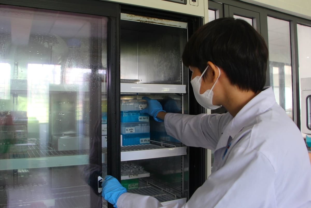 The cradle of many advances in rice breeding techniques.