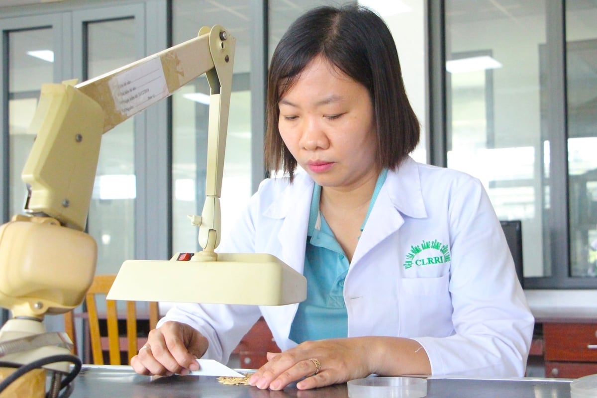 The cradle of many advances in rice breeding techniques.