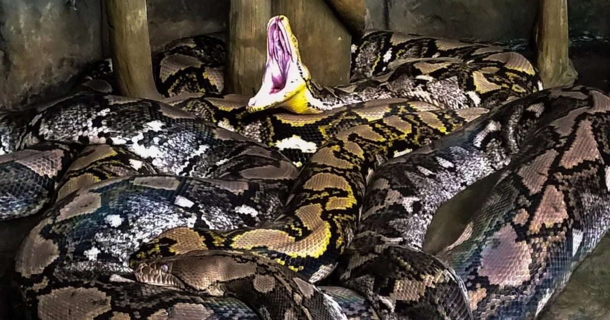 The large python spotted on the streets of Da Nang is a rare species ...