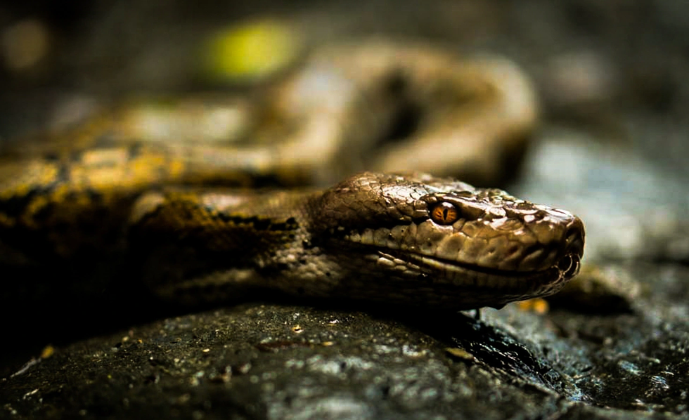 The large python spotted on the streets of Da Nang is a rare species ...