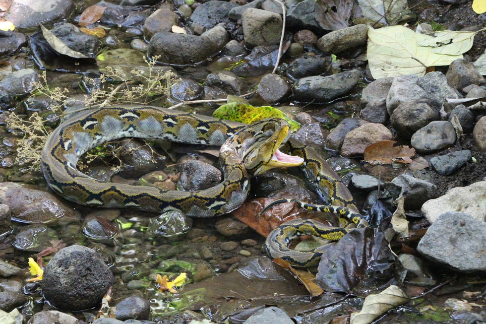The large python spotted on the streets of Da Nang is a rare species ...