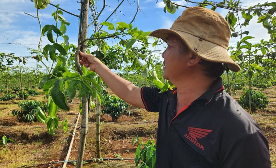 The Million-Dollar Dream and the Sustainable Challenge in Gia Lai, the ...