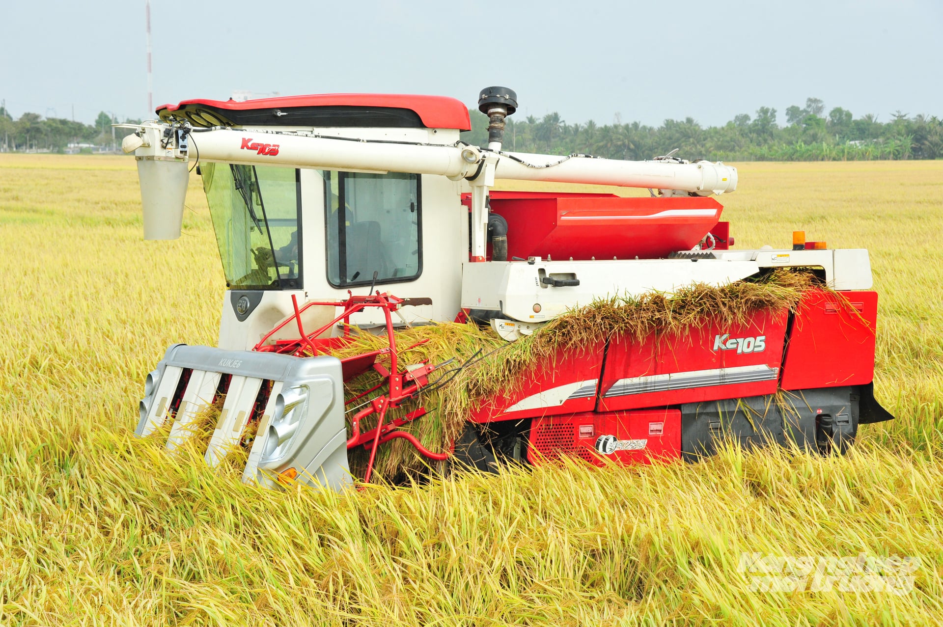 An Giang identifies 6 key solutions for high-quality rice cultivation ...