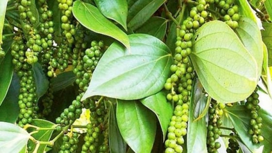 Pepper prices today, December 26, 2025: Continuing a slight upward trend.