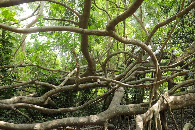 Unique features of the Mekong Delta: Ancient banyan trees in a ...