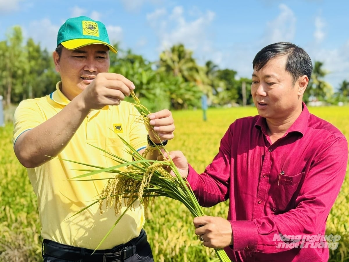An Giang promotes high-quality, low-emission rice farming practices ...