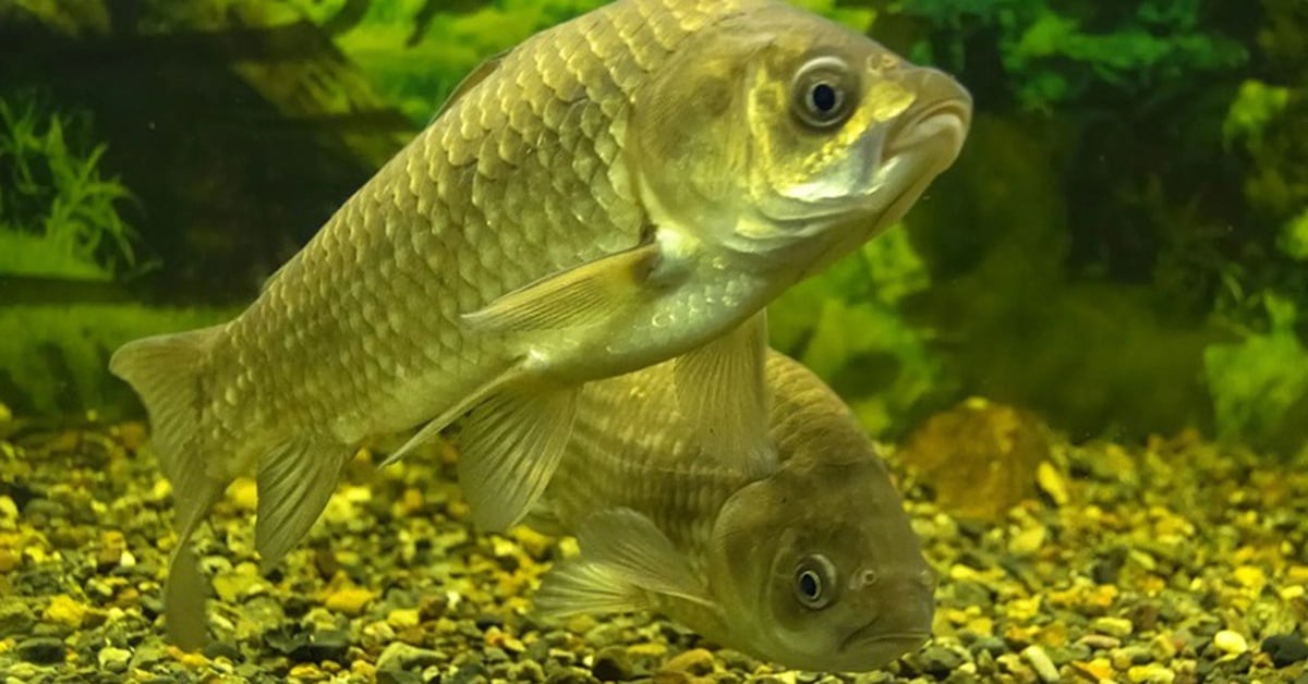 China creates a crucian carp breed that is 'bone-free to eat'.