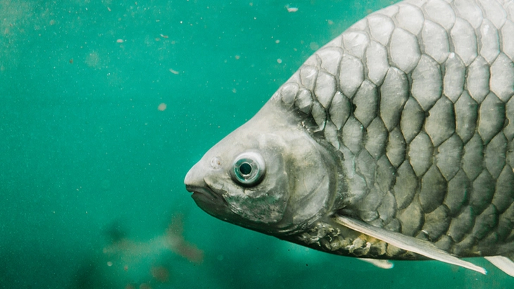 China creates a crucian carp breed that is 'bone-free to eat'.