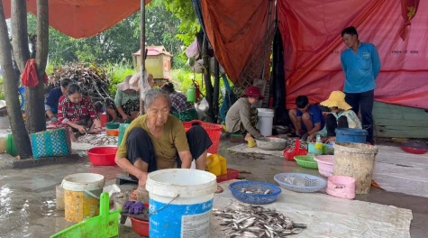 Bustling season for making fermented fish paste from freshwater fish.