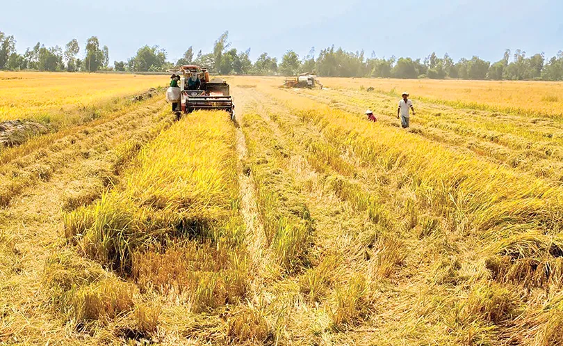 Vietnamese rice will be greener, cleaner, and more competitive.