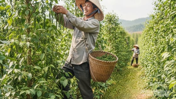Pepper prices today, December 27, 2025: Market shows slight fluctuations.