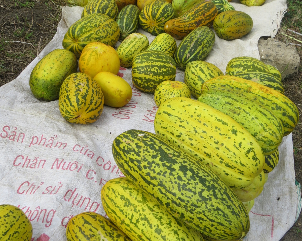 Sabor de Patria: Melón para refrescar el corazón