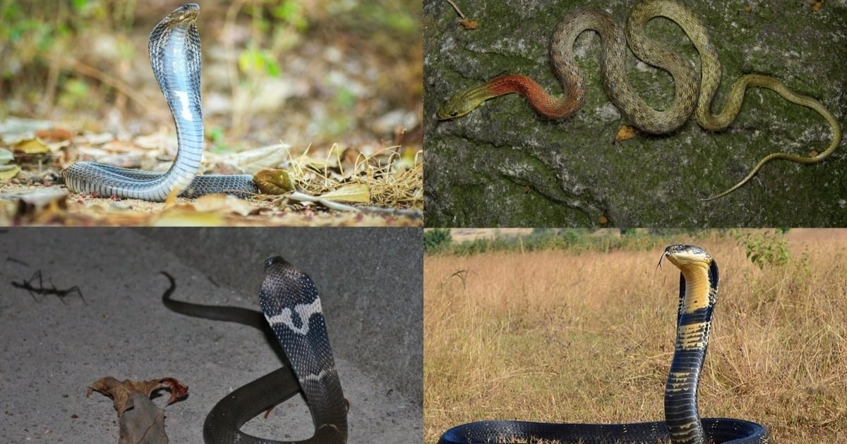 Giftschlangen mit leicht erkennbaren Merkmalen in Vietnam