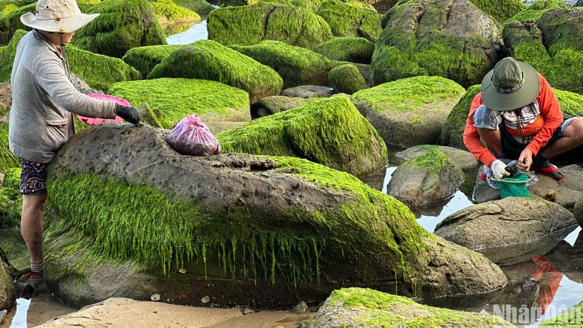 [Foto] Besuchen Sie das Nam O Reef in Da Nang, um die grüne Moossaison ...