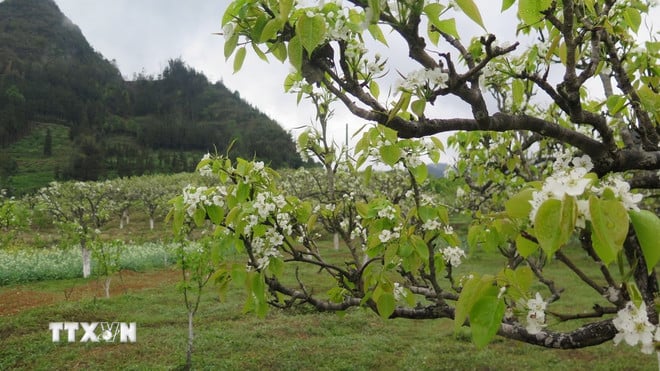 Admire the pure white color of pear flowers blooming in the mountains ...