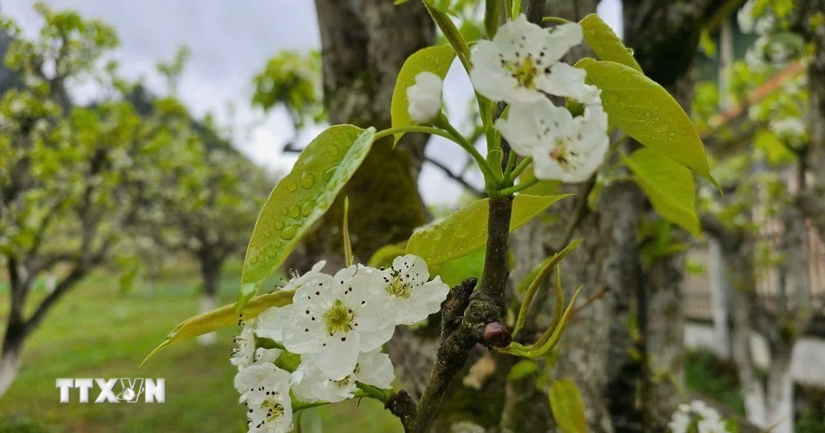 Admire the pure white color of pear flowers blooming in the mountains ...