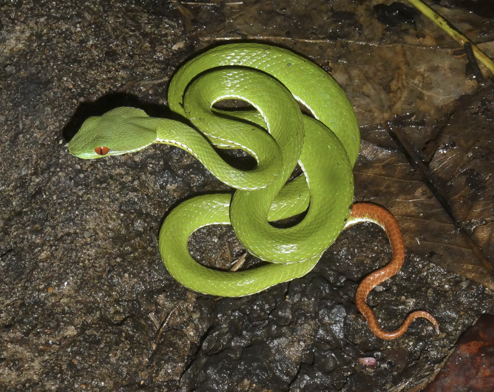 Identifying characteristics of venomous snakes in Vietnam (Part 4)