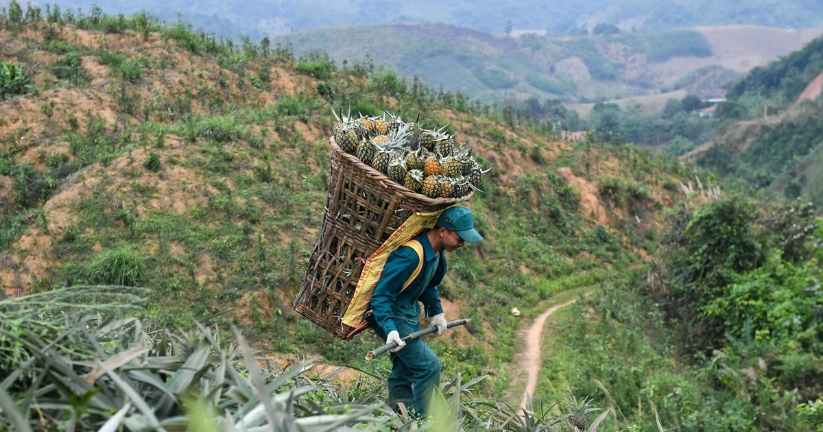 BUILDING A PINEAPPLE FACTORY IN THE POOREST HIGHLAND DISTRICT IN THE ...