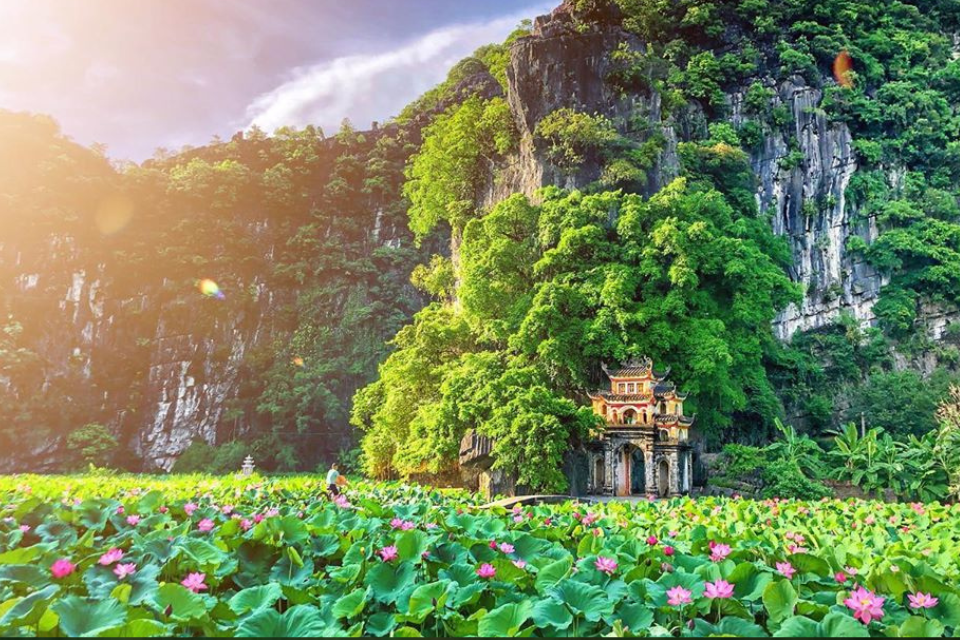 Die 4 besten Orte, um die Lotusblüte in Ninh Binh zu erleben: Bewundern ...