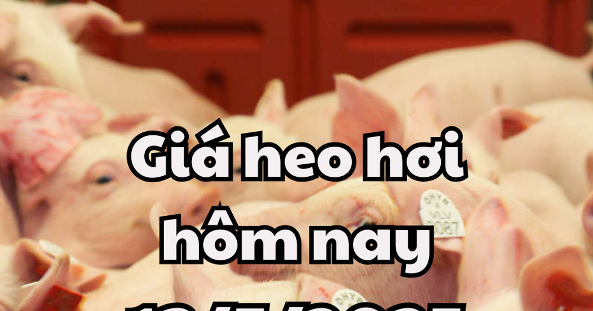 Giá heo hơi hôm nay 13/5/2025 tăng lại, Hà Tĩnh thu giữ 116 kg thịt heo ...