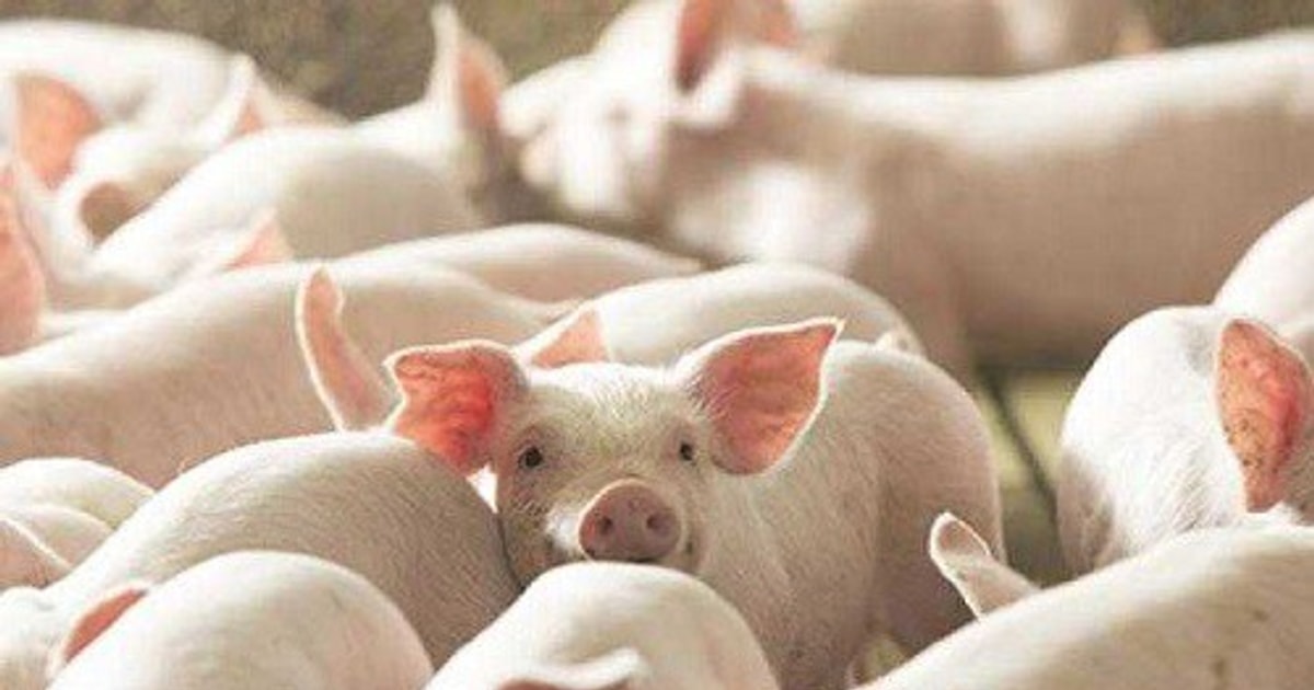 Precio del cerdo hoy 14 de mayo: Continúa ligero aumento en algunas ...