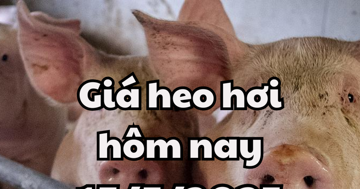 Precio del cerdo hoy 15 de mayo de 2025: Estancamiento en el mercado ...