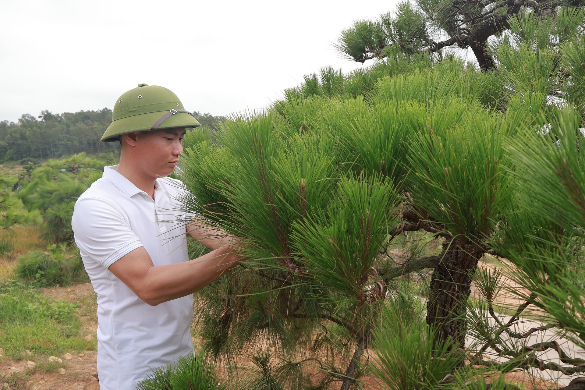 Unique ornamental pine growing profession in Chi Linh