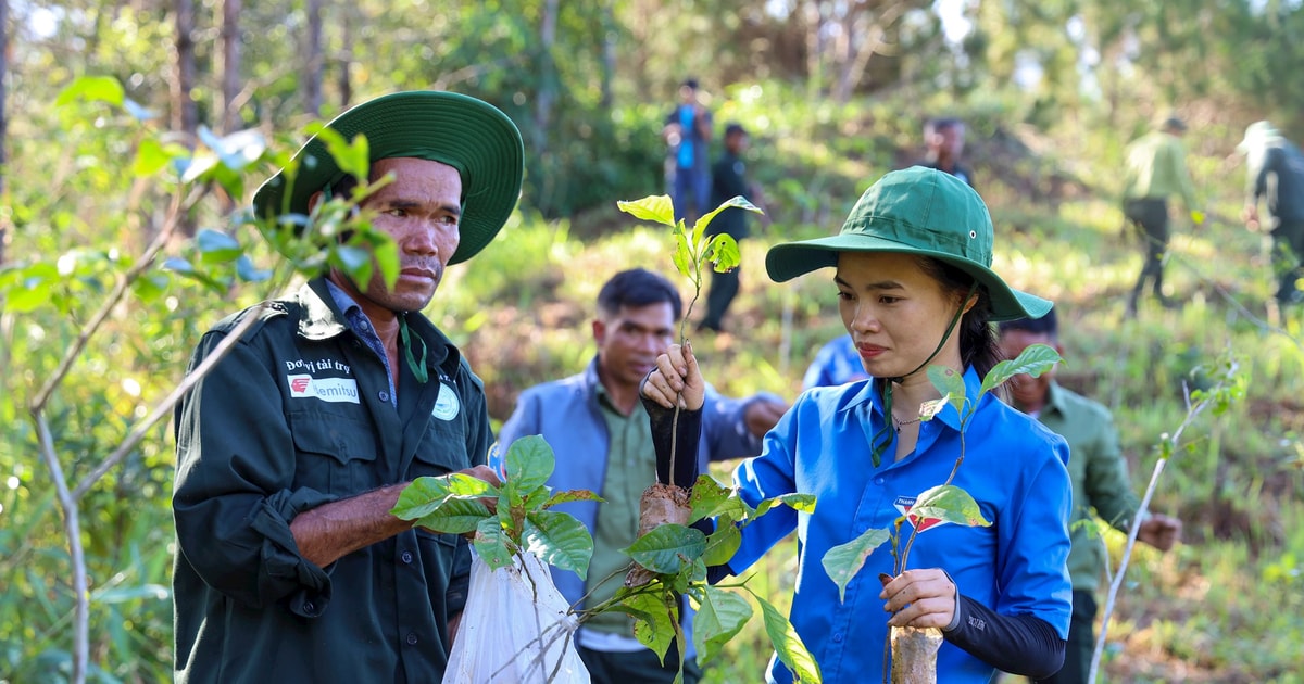 Ta Dung National Park launches planting of 15,000 trees