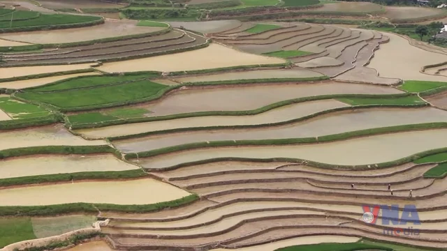 Admire the beauty of terraced fields in the flooding season in Cao Pha