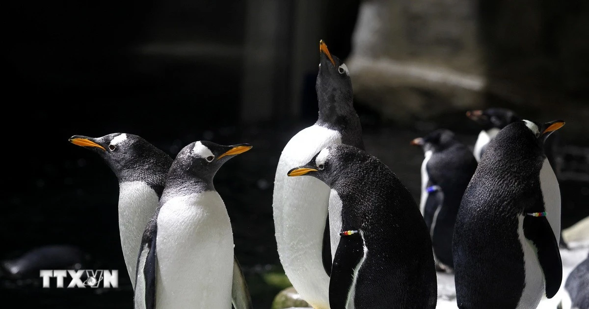Penguin poop could help fight climate change