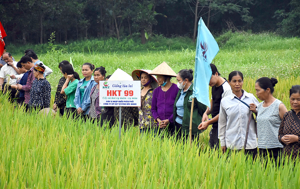 Luc Yen evaluates the model of 3-line hybrid rice variety HKT 99