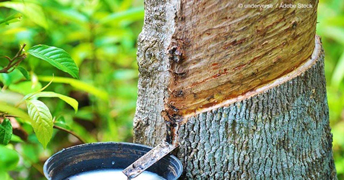 Rubber price today May 29: Japan reaches highest level in nearly two months