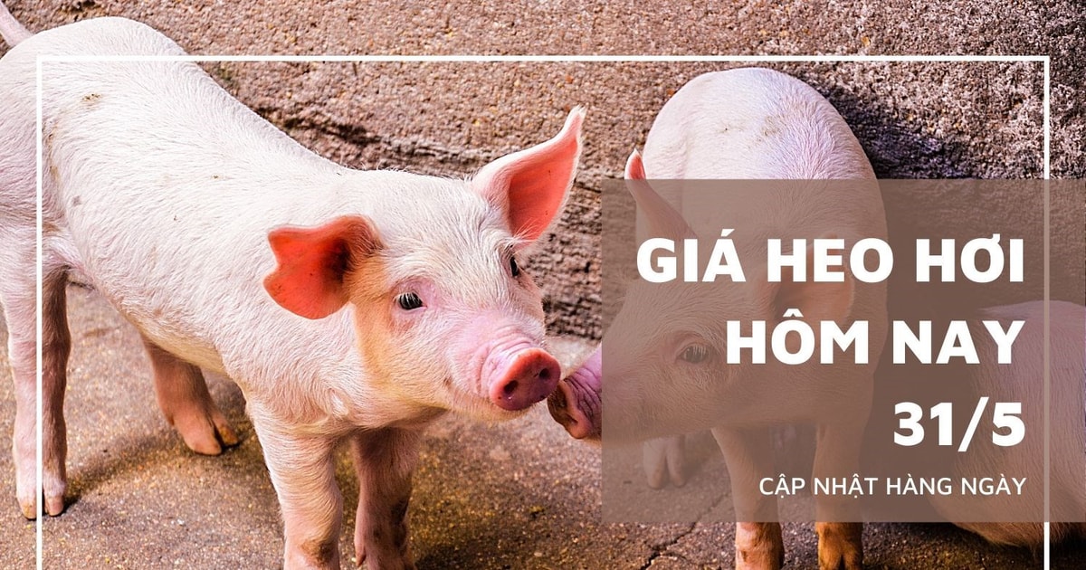 Giá heo hơi hôm nay 31/5: Ba miền duy trì ổn định, dao động...