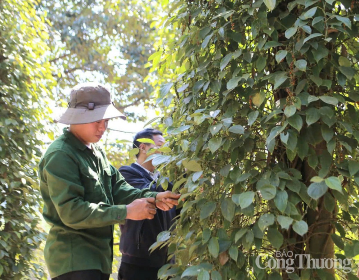 Forecast of domestic pepper price tomorrow May 8, 2025, market decrease