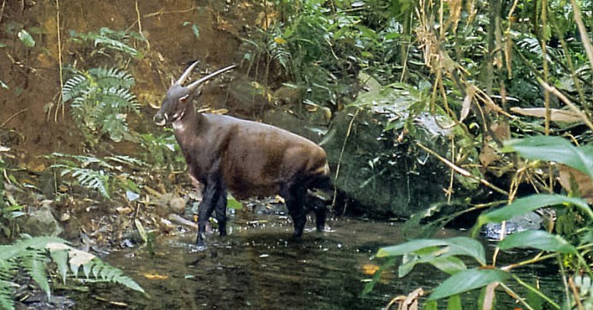 Successfully decoded the gene of the rare saola species in Vietnam