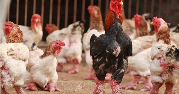 The folk knowledge of raising and processing Dong Tao chickens is a ...