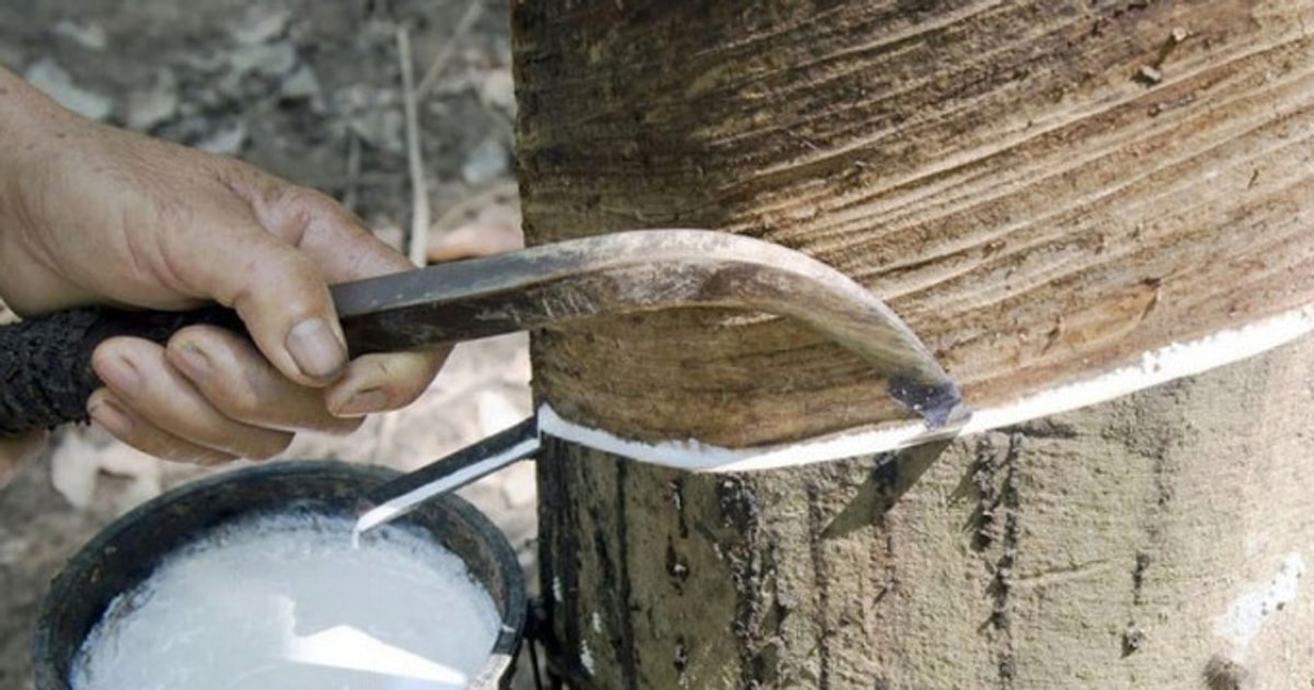 Rubber price today June 18: Slight increase on the floors...