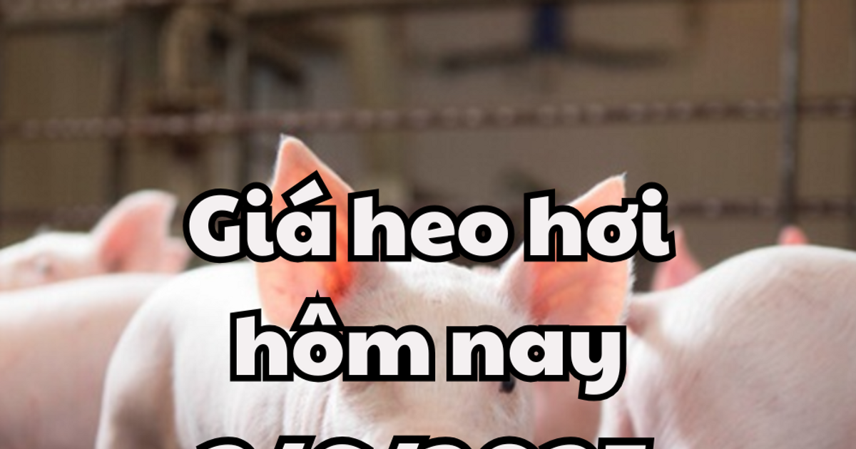Precio del cerdo hoy 2 de junio de 2025: regiones Norte y Centro tienen ...