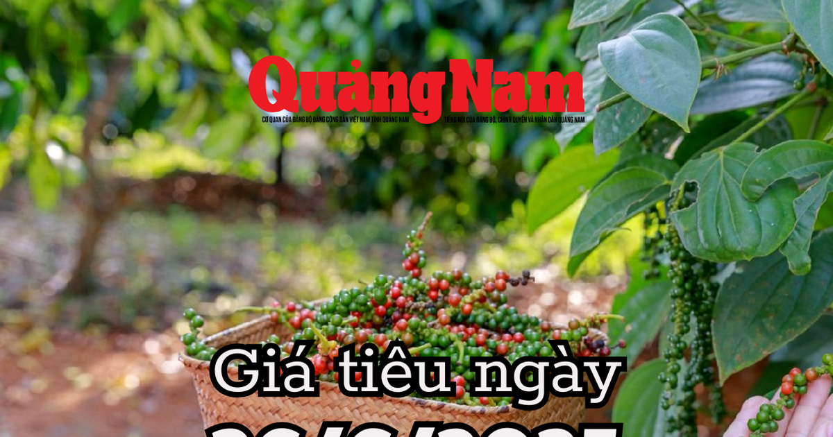 Pepper price today June 26, 2025 Dak Lak and Dak Nong heat up at peak ...