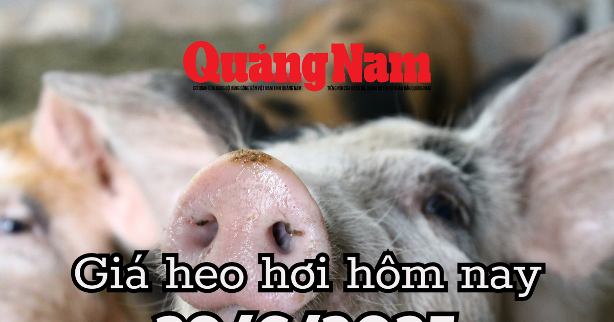 Pig price today June 29, 2025: Pig price in the South continues to evaporate after losing its peak