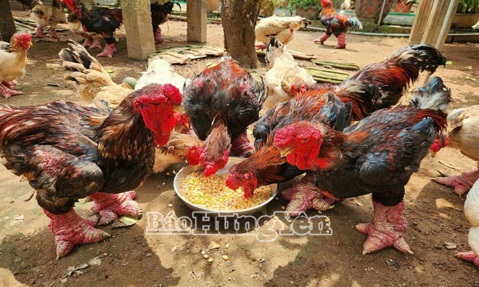 Dong Tao chicken – From folk knowledge to national intangible cultural ...