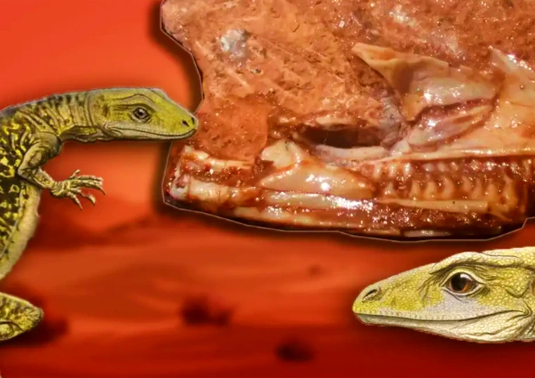 The Truth About the World's Oldest 205 Million Year Old Lizard
