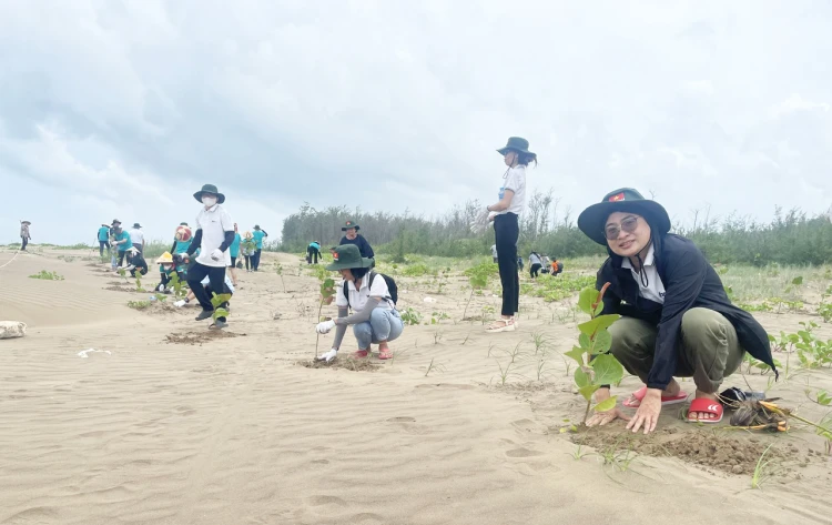Planting 1,300 sea grape trees to prevent landslides on the coast of ...