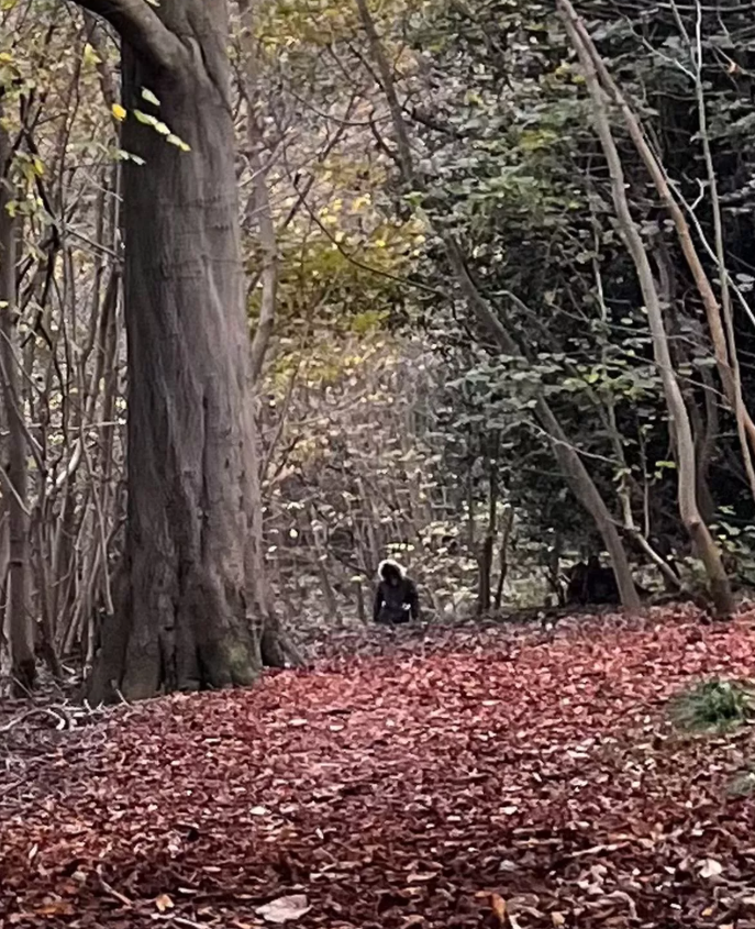 A 2.4-meter-tall werewolf appears, causing chaos in the English forest.