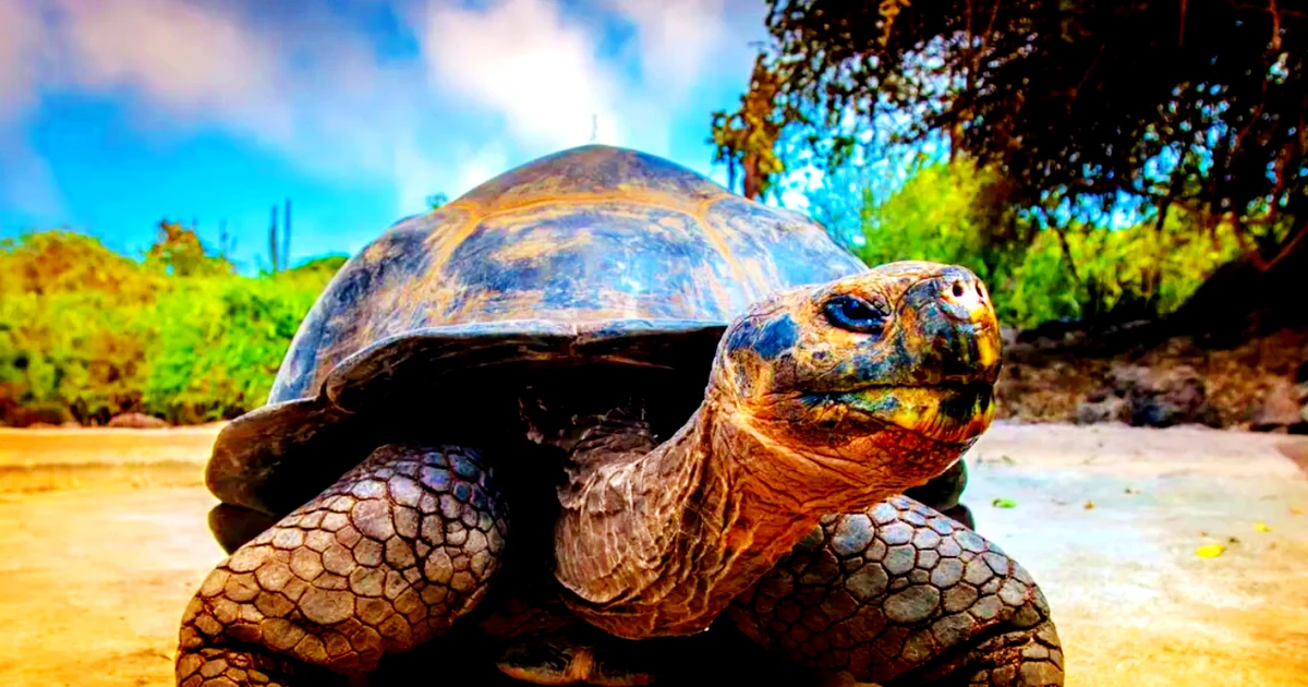 El fósil de una tortuga gigante del Amazonas revela un misterio prehistórico