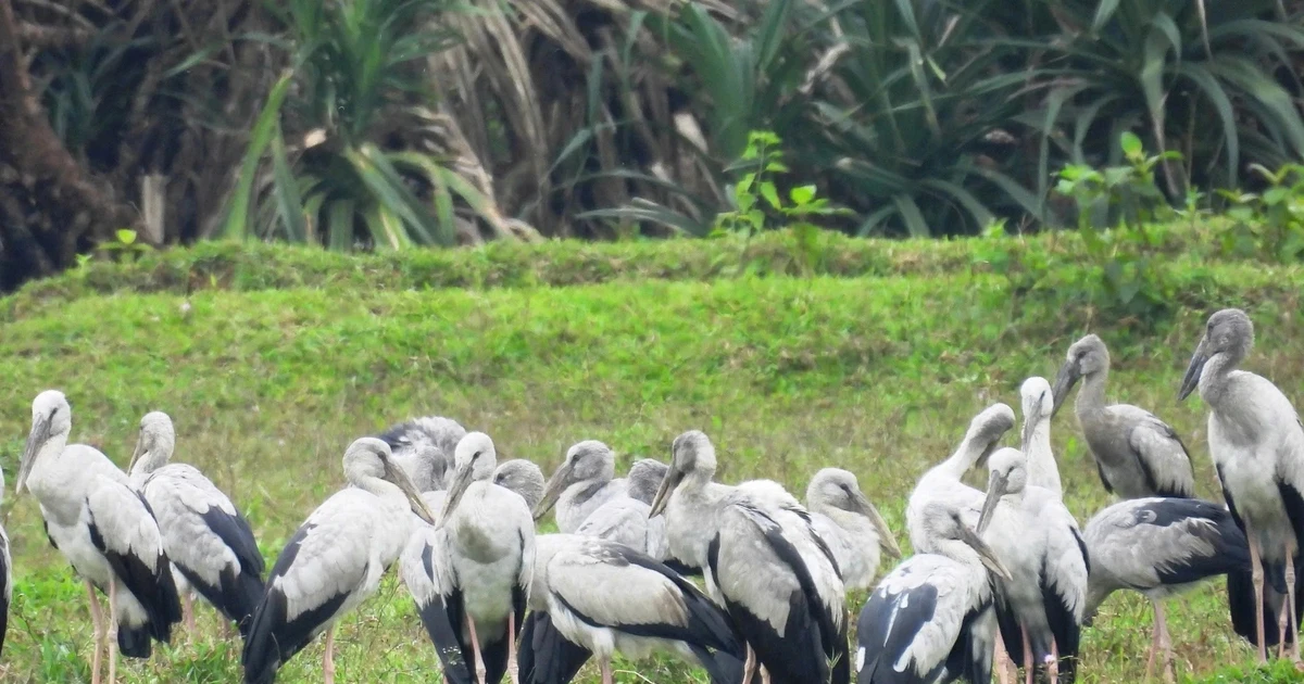 Rare flock of snail storks appeared in Hieu Giang commune