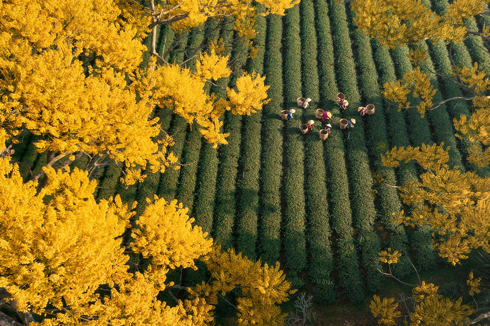 The beauty of the golden phoenix flower season in B'Lao is breathtaking ...