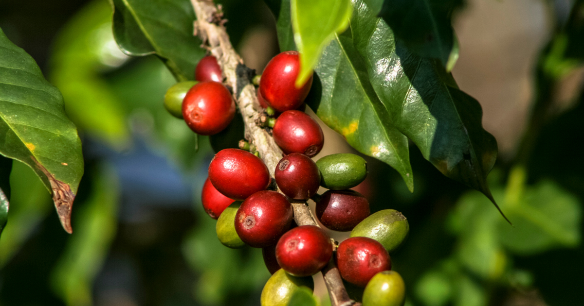 Lindsaycapuano sex i found some feedback of Luiza which