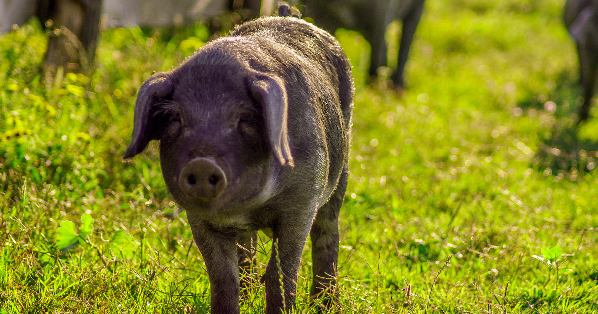 Pig price today July 23: Red storm in all 3 regions, the North has the ...